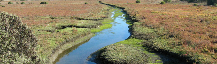 » Freshwater Marsh Interpretive Tour